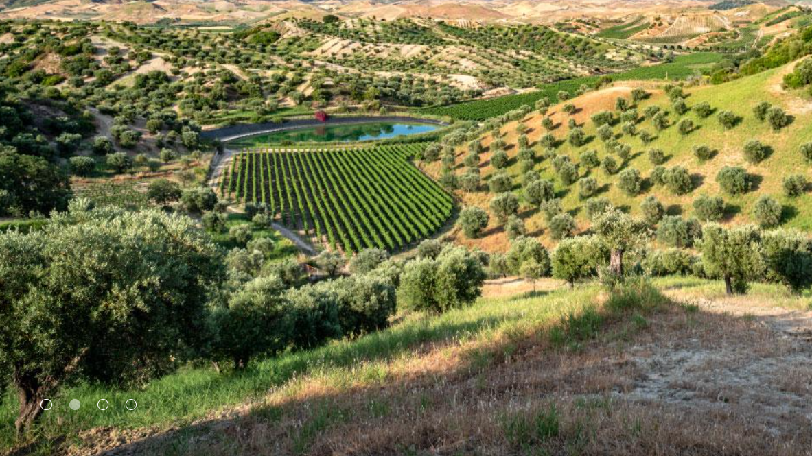At Librandi in Calabria, A Treasure Trove of Authenticity Can Be Discovered